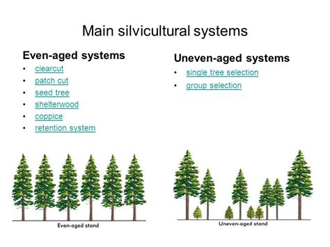 Even Aged Forests Vs Uneven Aged Forests Forestrypedia
