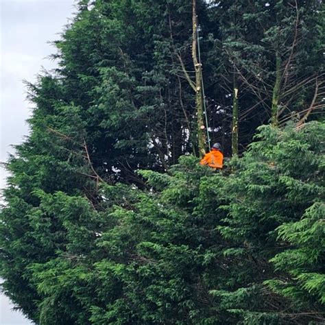 Leyland Tree Reduction Highfield Tree Care