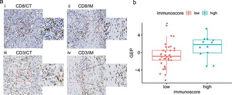 Predicting T Cell Inflamed Gep In Hepatocellular Carcinoma Jhc