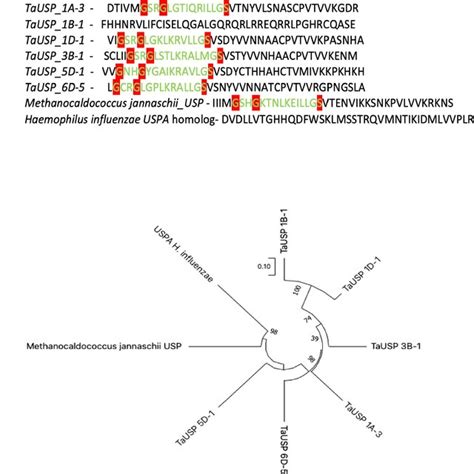 Protein Sequence Comparison Analysis Of Selected Tausps With Mj0577 Download Scientific Diagram