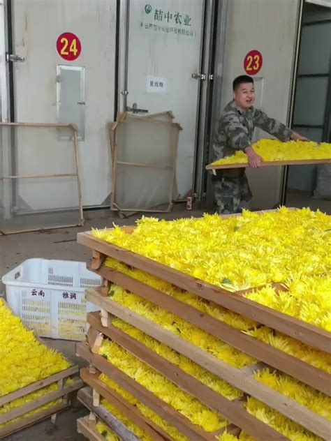 🌼ดอกเก็กฮวย ขนาดจั้มโบ้ อีกหนึ่งสมุนไพรที่หากันได้ไม่ง่าย ปกติที่เห็นกันอยู่ทั่วไปจะเป็นดอกเล็กๆ