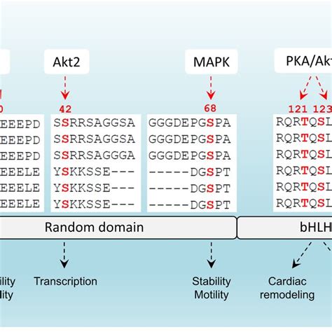 Twist Structure And Phosphorylation Conservation In Mammals Twist Has