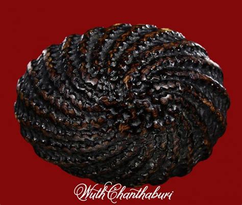 เบี้ยแก้ หลวงพ่อเพิ่ม วัดกลางบางแก้ว นครปฐม ยุคแรก 5872 Vip Amulet ศูนย์รับเช่าพระเครื่องให้