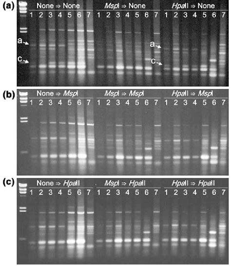 Effects Of The Dna Methylation Sensitive Restriction Enzyme On The Rapd