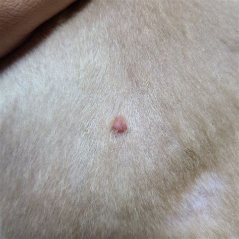 강아지몸에 종기 지식in