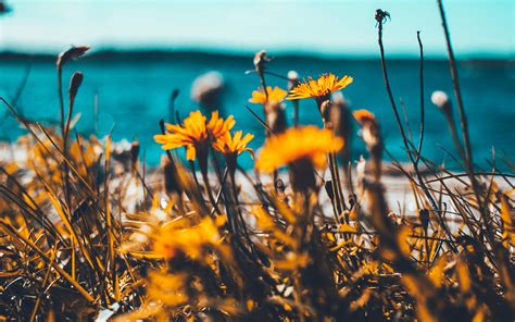 100 Cute Summer Pictures