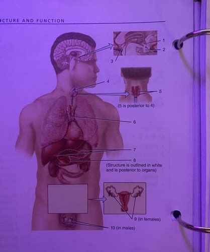 Exercise 25 Endocrine Structure And Function Flashcards Quizlet