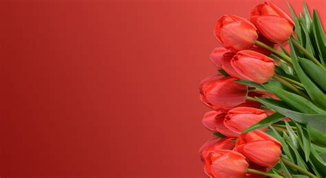 녹색 줄기와 잎 빨간 배경이 있는 여러 생생한 빨간 튤립 꽃의 꽃다발 공간 복사 0명에 대한 스톡 사진 및 기타 이미지 0명 공휴일 꽃 나무 Istock