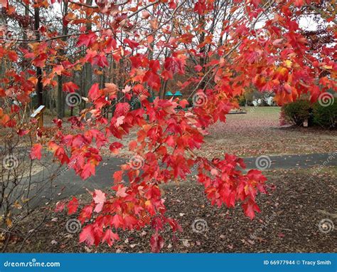 Orange Autumn Leaves On Tree In Park Stock Photo Image Of Leaves Orange