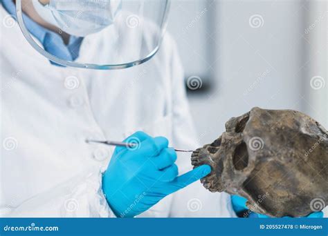 Ancient DNA Scientist Working In Bio Archaeology Lab Stock Photo Image Of Culture Technology