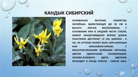 Декоративные растения семейства лилейные - 68 фото