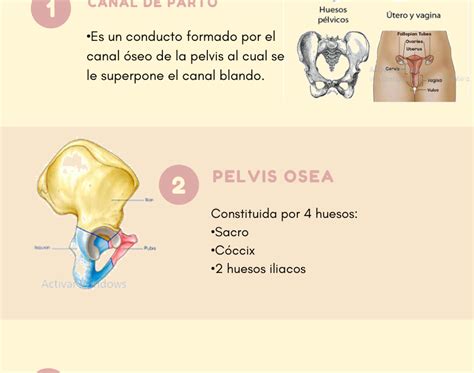 Anatomía Del Canal De Parto