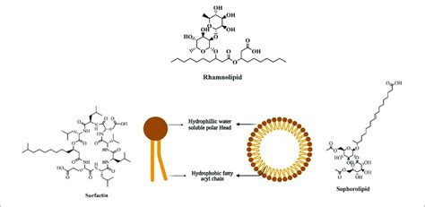 Structure Of Biosurfactant Download Scientific Diagram