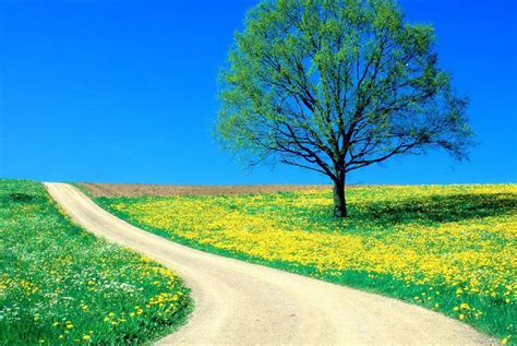 Spring Path Wallpapers Top Free Spring Path Backgrounds Wallpaperaccess