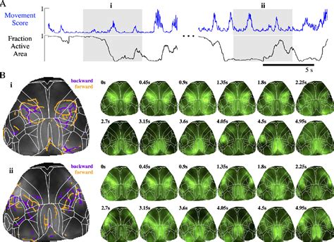 Figure 1 From Go With The Flow Visualizing Spatiotemporal Dynamics In Optical Widefield Calcium