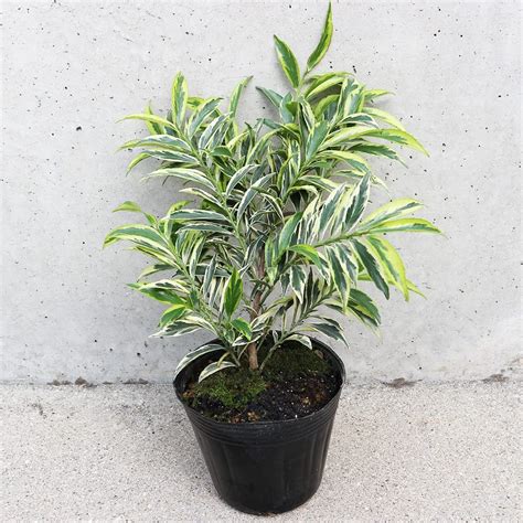 Amazon co jp ヒサカキ トリカラー 4号ポット品種で選べる花木苗 1個売り学名Eurya japonica ツバキ科ヒサカ