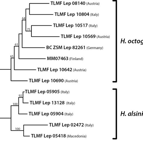 Maximum Likelihood Phylogeny Inferred From The Concatenated Rad Data