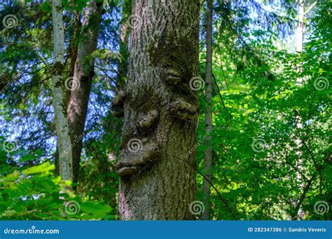 Tree Trunk With Growths A Tree In The Forest With Growths Defects Stock Photo Image Of Plant