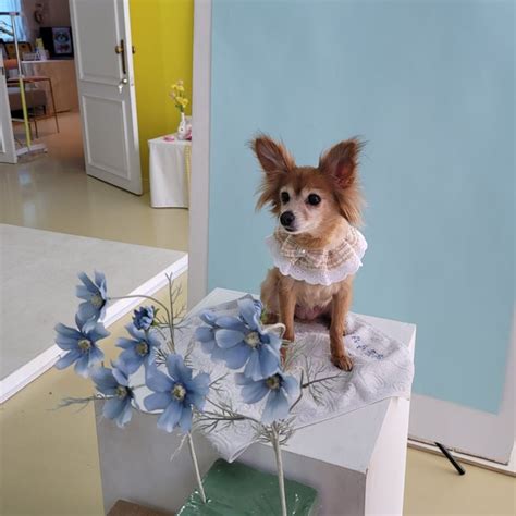 청주 사진관 애플주니스튜디오 강아지프로필 증멍사진 후기 네이버 블로그