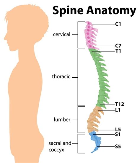 Spine Levels Anatomy Diagnoses And What Each Level Controls