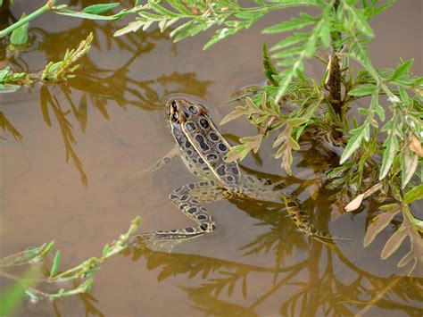 Northern Leopard Frog Range