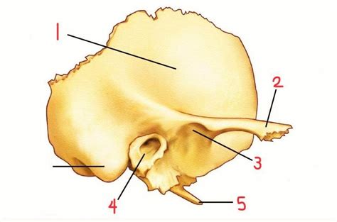 The Temporal Bone Diagram Quizlet