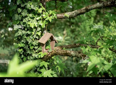 Nice Handmade Wooden Nesting Box In A Tree In Spring Beautiful Green Color All Around Concept