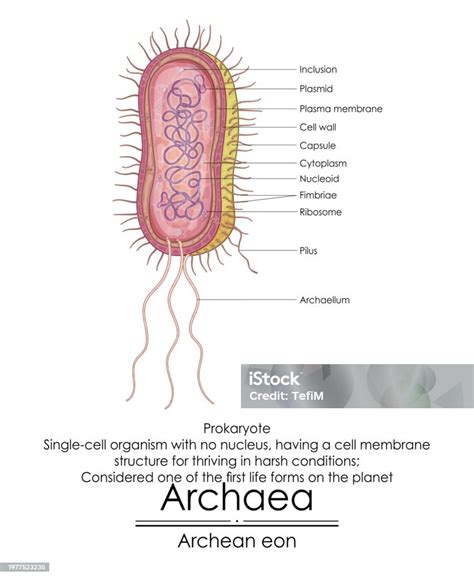 Archaea Stock Illustration Download Image Now Archaebacteria