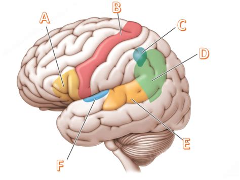 Cortical Speech And Language Areas In Humans Diagram Quizlet