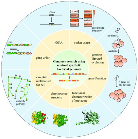 Genome Research Using Minimal Synthetic Bacterial Genomes Part Of The Download Scientific