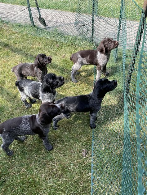 German Wirehair Pointer