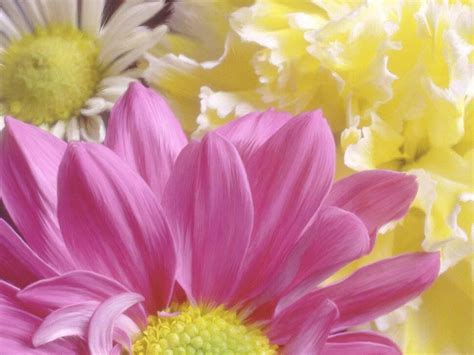 Обои на рабочий стол цветы скачать Основной цвет обоев Розово золотой