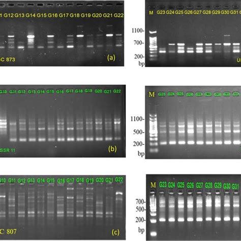 Inter Simple Sequence Issr Banding Profiles Of 44 V Subterranea