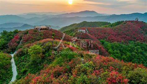 江西萍乡万亩野生杜鹃花竞相绽放如地球彩带 人民图片网