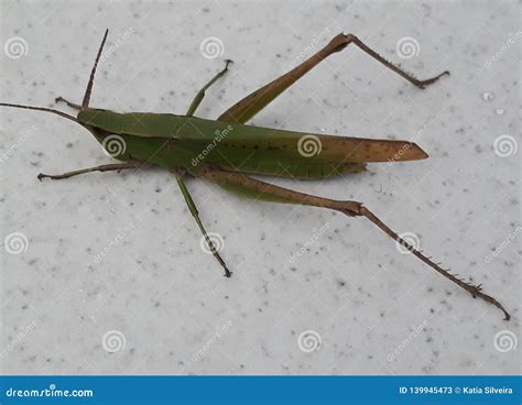 Grasshopper Doing Pose Stock Image Image Of Grasshopper 139945473