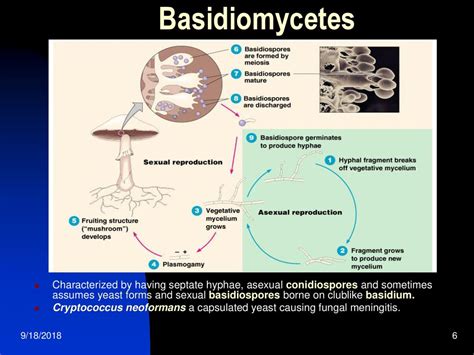 MICROBIOLOGY LECTURES Ppt Download