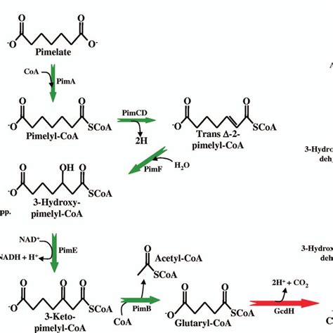 Pathway For The Anaerobic Catabolism Of Benzoate In Anaerobic Bacteria
