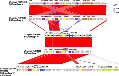 Structure Of Sccmec In Methicillin Resistant Staphylococcus Caprae Download Scientific Diagram