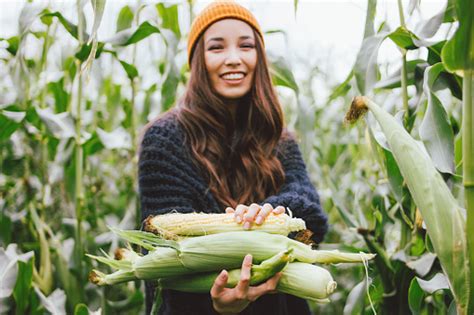 노란 모자와 가을 필드에 옥수수의 Cobs를 들고 니트 스웨터에 아름 다운 평온한 긴 머리 아시아 소녀 손에 선택적 초점 자연 개념에 대한 민감도 가을에 대한 스톡 사진 및