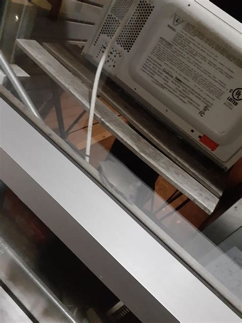 Ratsmice At Micro Yalis Vlsb Rberkeley