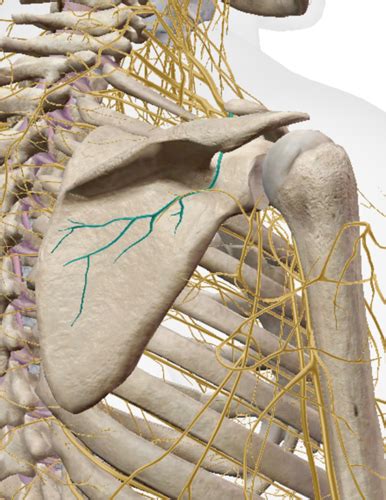 Nerves Of The Brachail Plexus Lecture Flashcards Quizlet