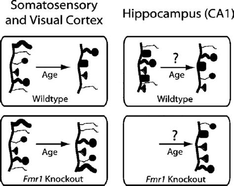 Schematic Of Dendritic Spine Development In Neocortex And Hippocampus Download Scientific