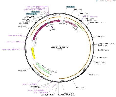 Addgene Pgex 6p 1 Ints3 Fl