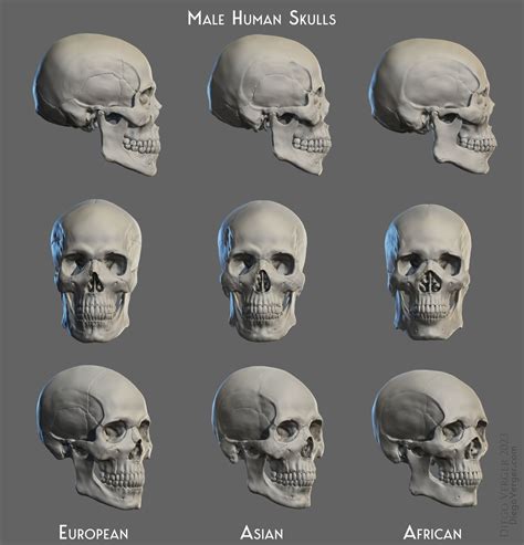 Human Skull Studies