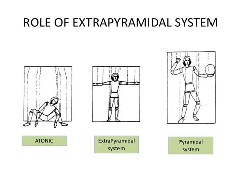 Ppt Extrapyramidal Tracts And Motor Neuron Lesions Powerpoint Presentation Id 1913530