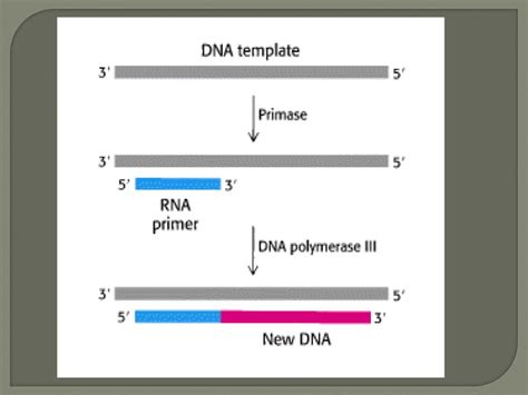 2 Dna Replication Pro Euk PPT