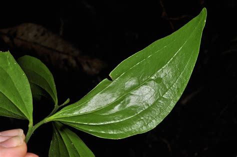 Exocarpos Latifolius Santalaceae