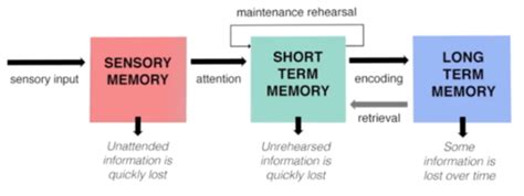 Behavioural Sciences Memory And Adherence To Treatment Part 1 Memory