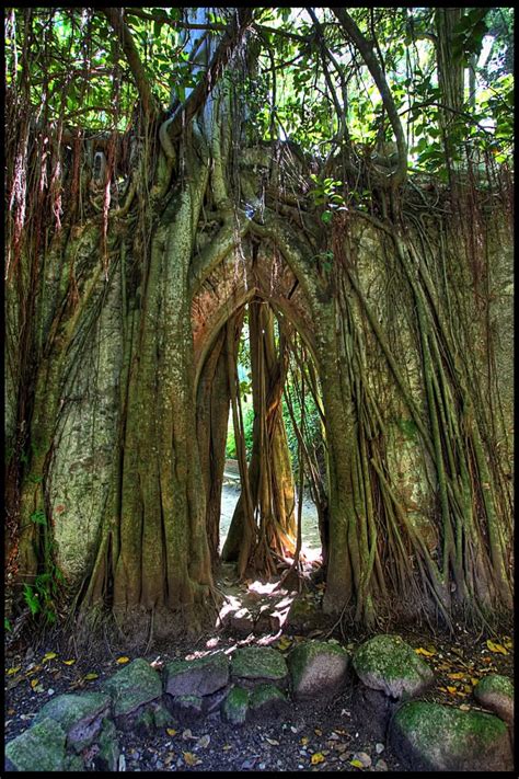 836 Best Images About Trees Planet Earth On Pinterest Trees A Tree And Autumn Trees