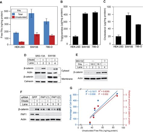 Figure S2 Lipid Analysis And Subcellular Localization Of β Catenin In